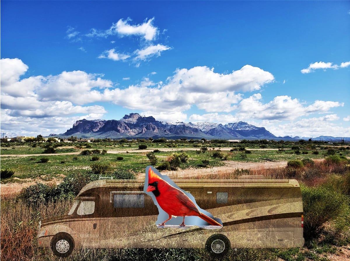 A Cardinal in the Superstitions: Reflections on Nature and History