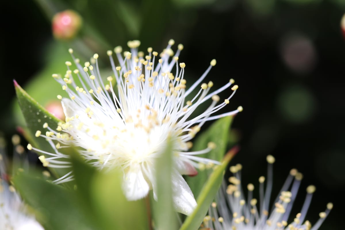 An Occasional Absence: On the Poignance of Photographs